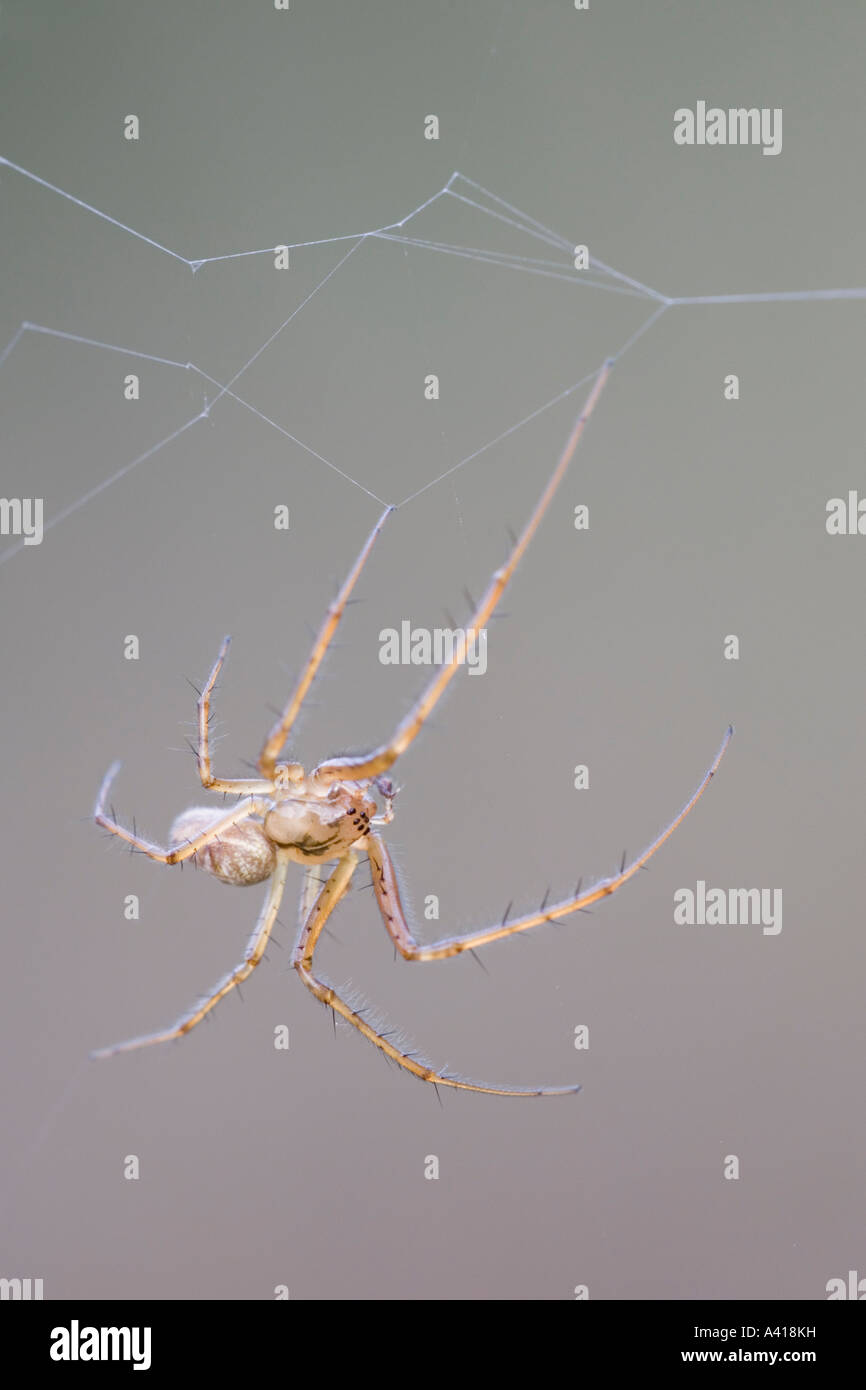 Hanging spiders hi-res stock photography and images - Alamy