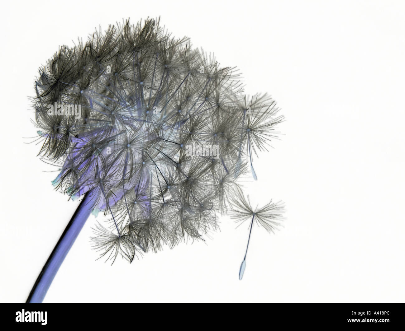 Stock Photo of a Dandelion Clock/Seedhead, close-up of seedhead with ...