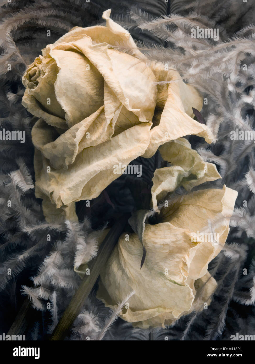 Two Dried Faded White Roses Back To Back On a Bed of Feathers Stock ...