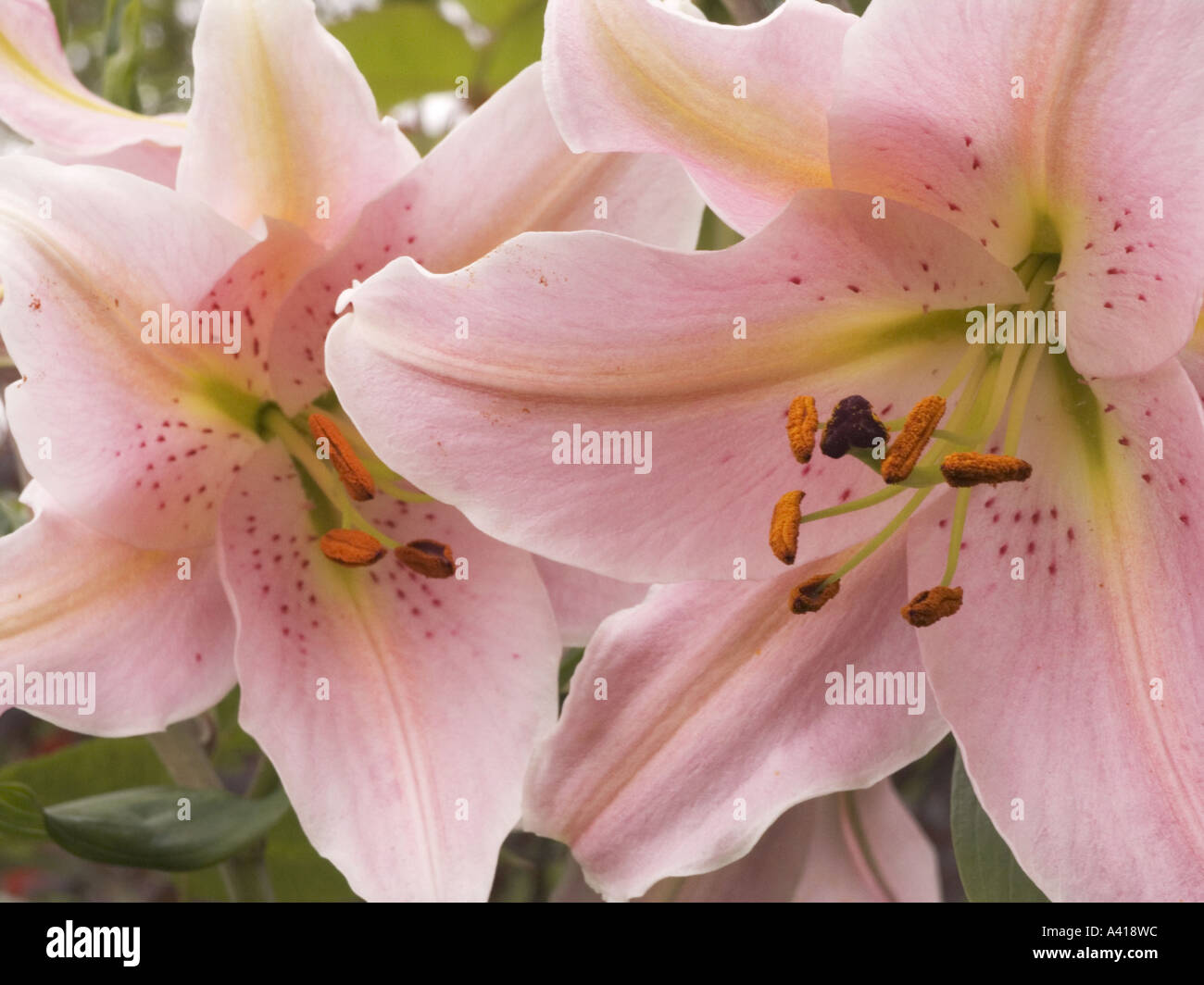 Two open flowers hi-res stock photography and images - Alamy