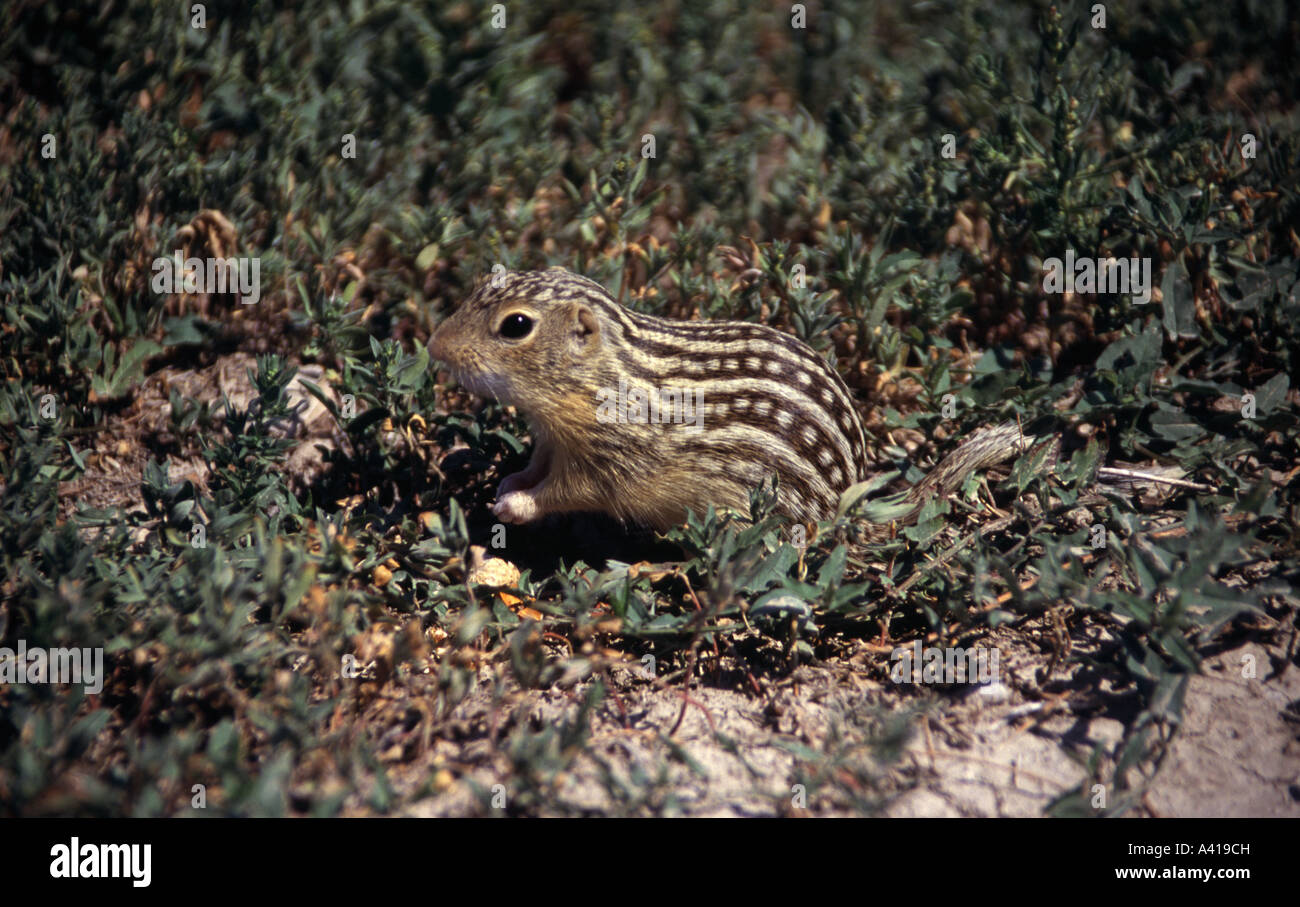 Ground Squirrel, Gopher Stock Photo - Alamy