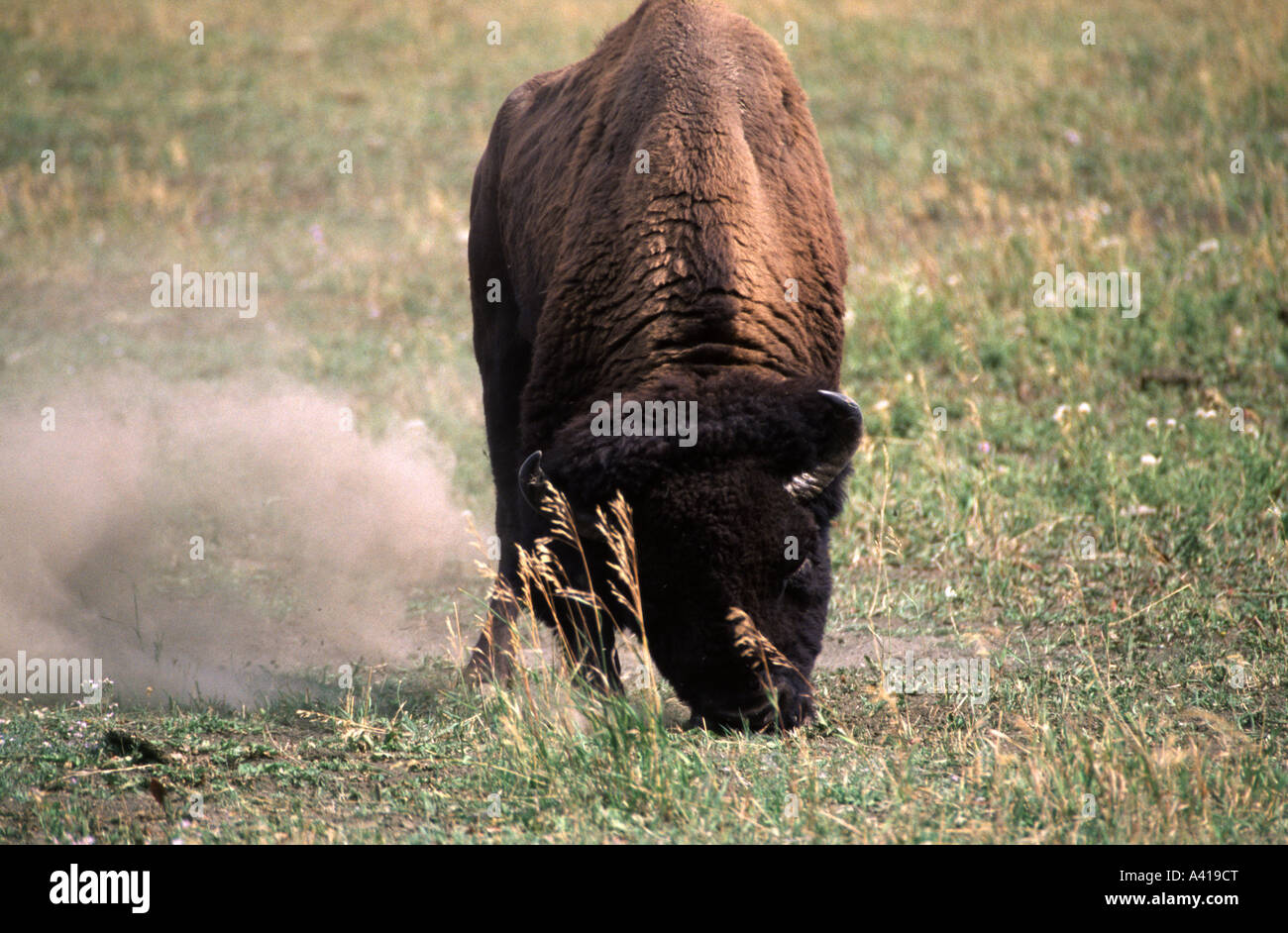Bison dust bathing, Grand Teton National Park, Wyoming, USA Stock Photo ...