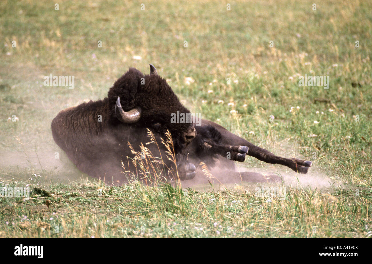 Dust bathing bison hi-res stock photography and images - Alamy