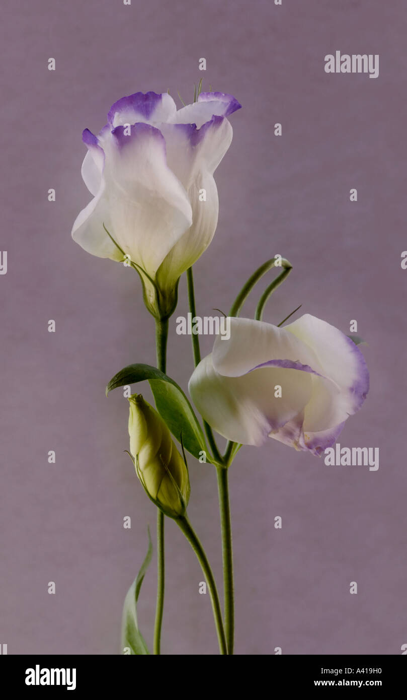 Petals white purple edges hi-res stock photography and images - Alamy