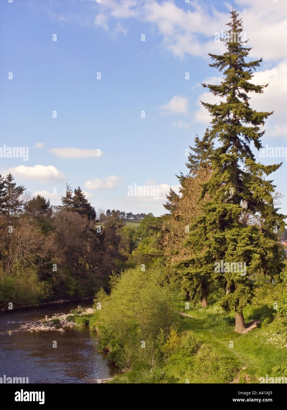 Tall Tree by The River Showing a Riverside Pathway and Water Rippling ...