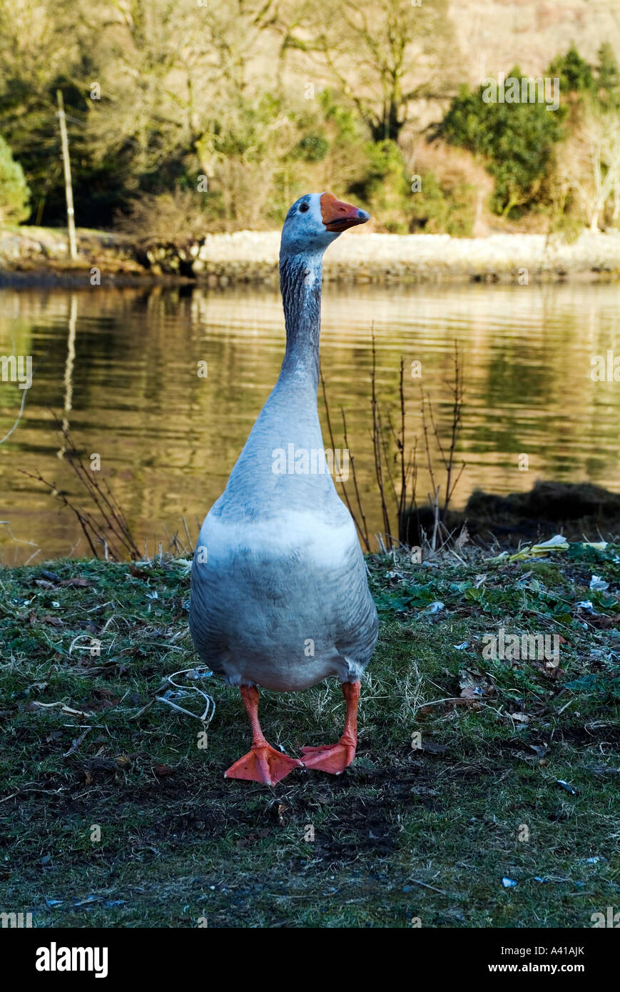 A white fronted goose from Greenland wintering and nesting on the ...