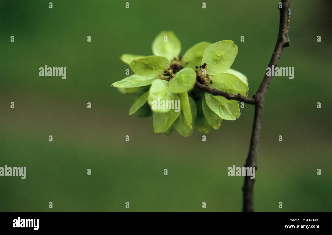 Winged elm tree hi-res stock photography and images - Alamy