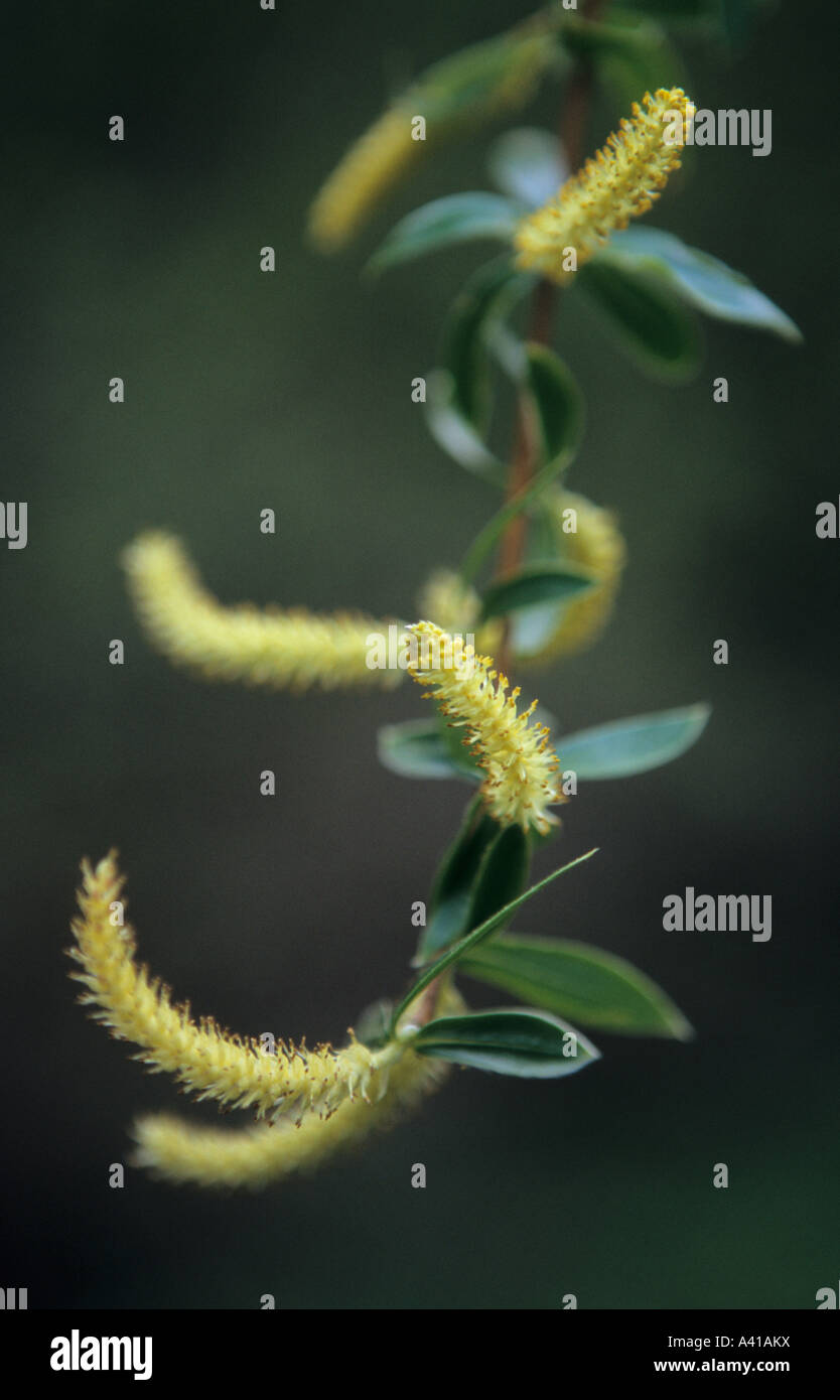 Willow Salix twig Stock Photo - Alamy