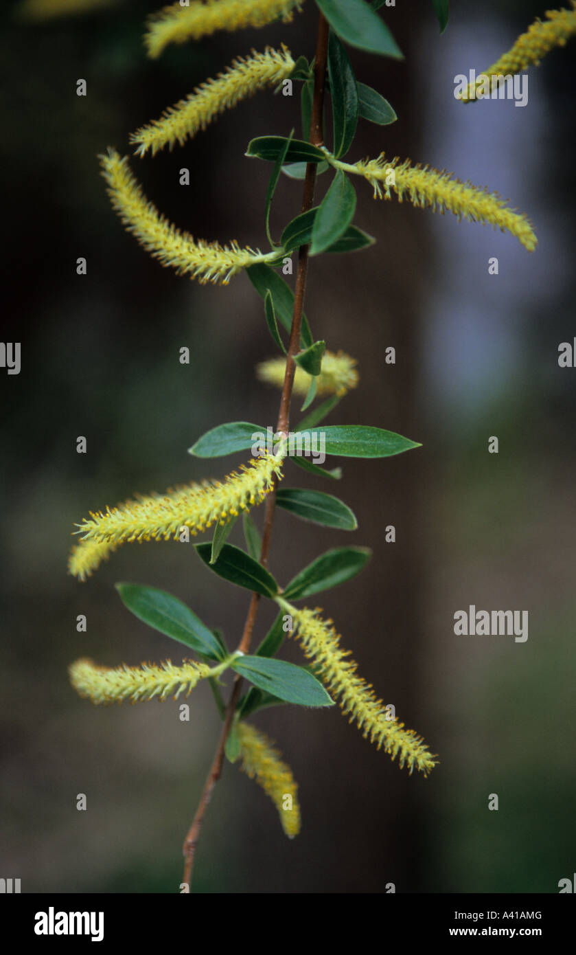 Willow Salix twig Stock Photo - Alamy