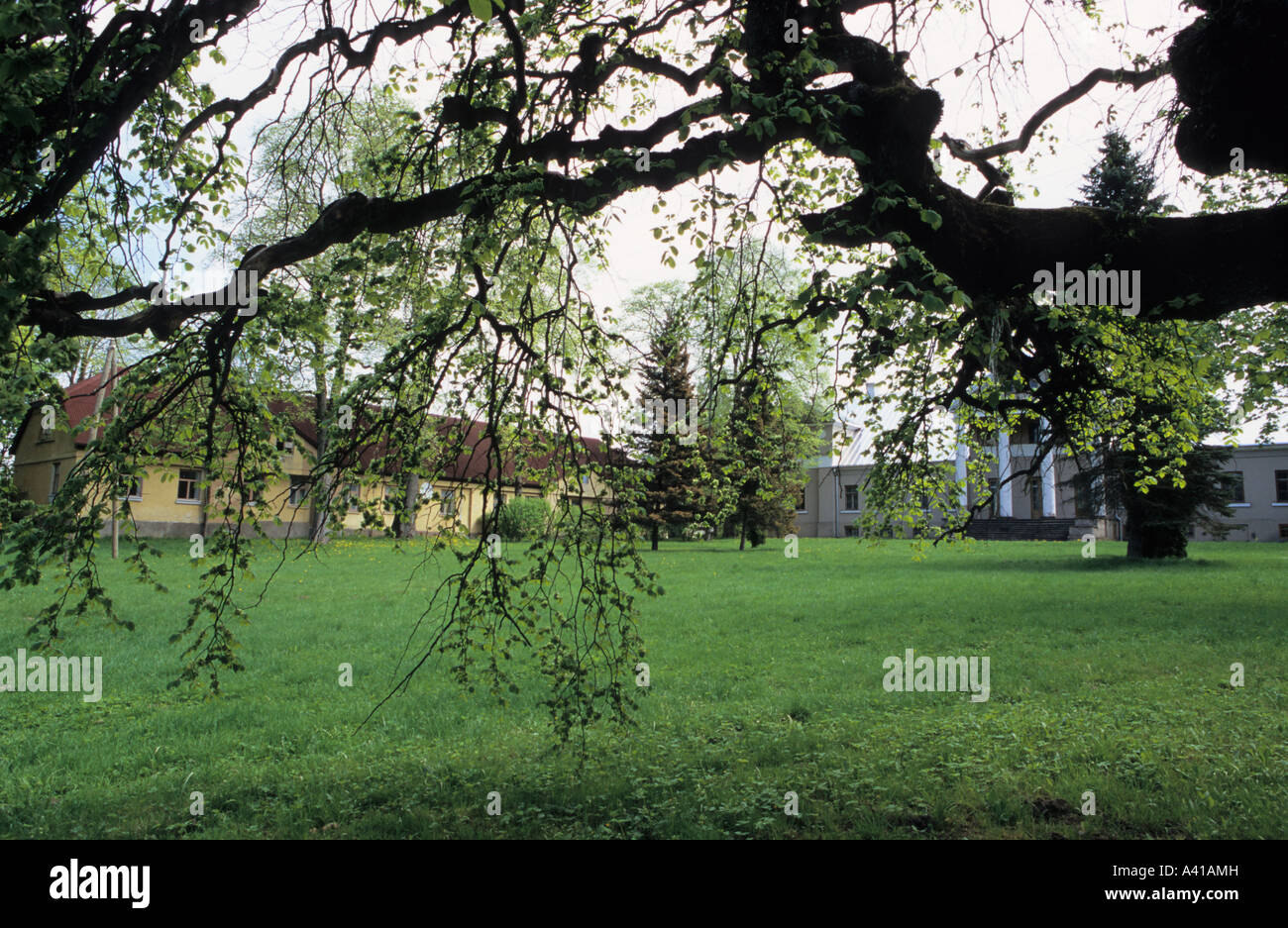 Wych elm tree hi-res stock photography and images - Alamy