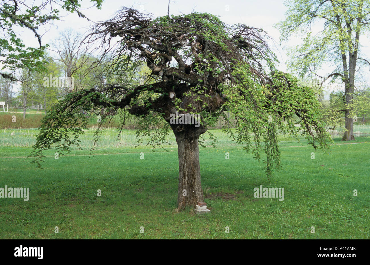 Wych Tree weeping form Stock Photo - Alamy