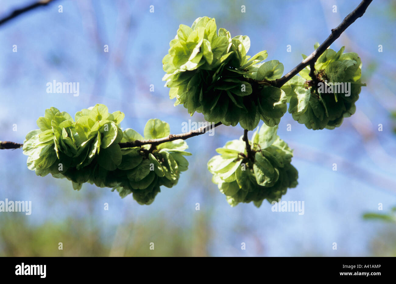Winged elm tree hi-res stock photography and images - Alamy