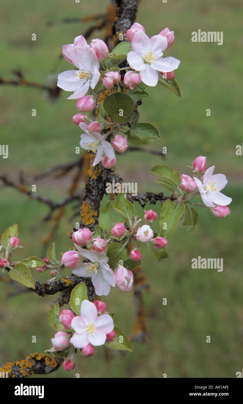 Flowers of Apple tree Stock Photo - Alamy