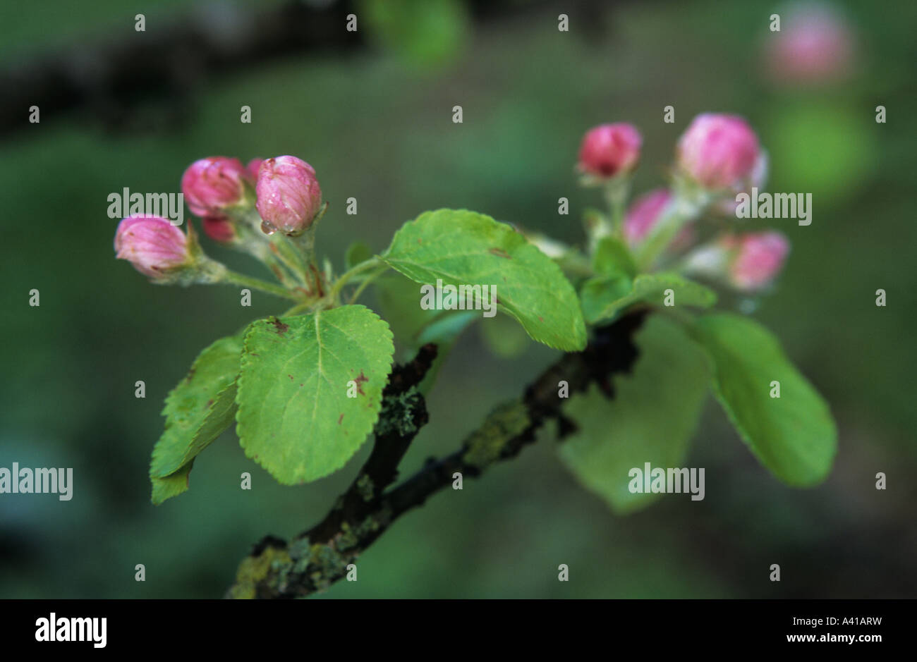 Buds of Apple tree Stock Photo - Alamy