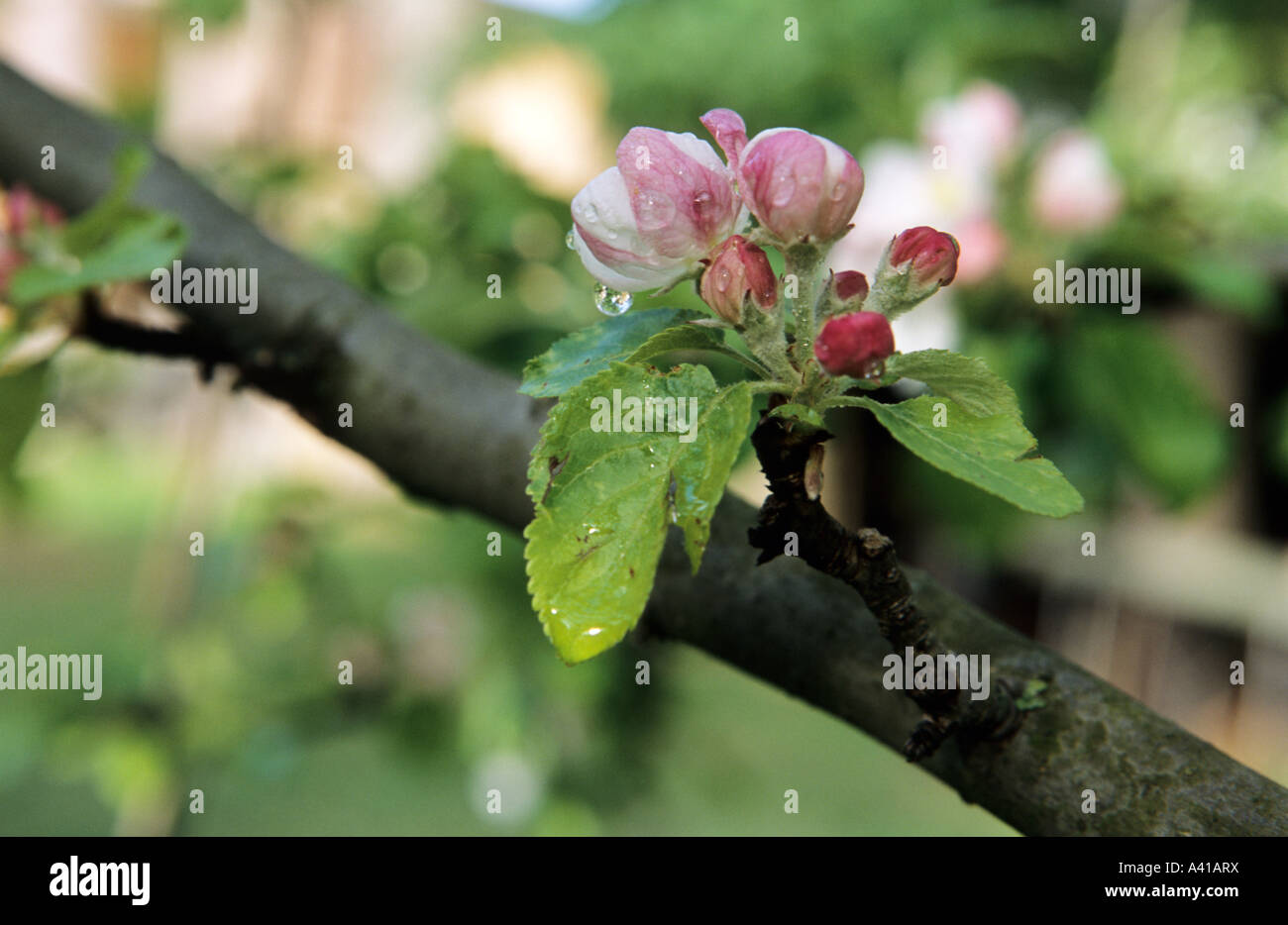 Buds of Apple tree Stock Photo - Alamy