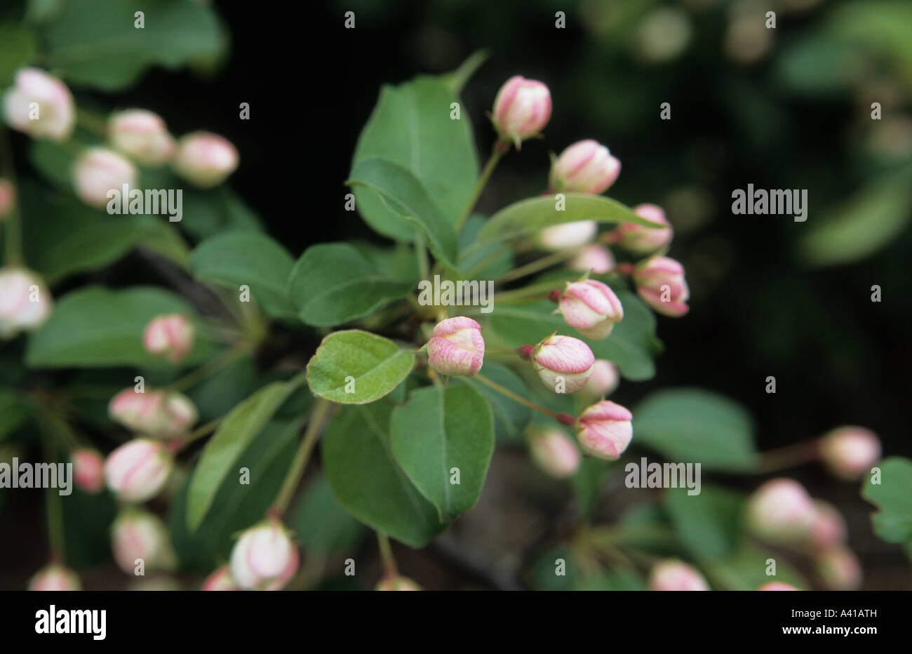 Buds of Pear tree Stock Photo - Alamy