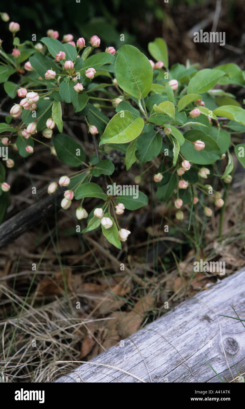 Pear tree in bloom white hi-res stock photography and images - Alamy