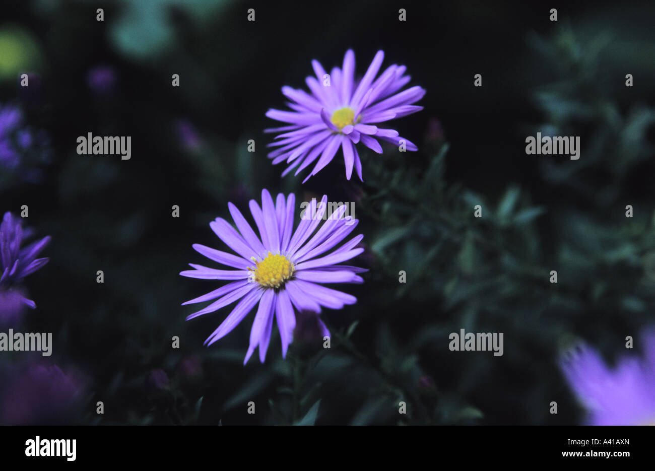 Close up of Aster flower Stock Photo - Alamy
