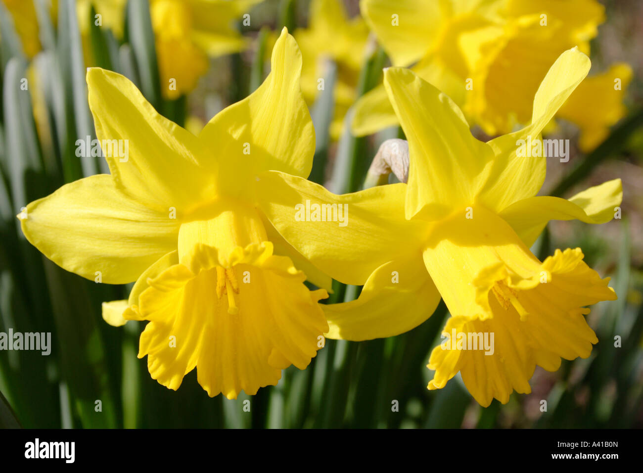 Two bright yellow daffodils with sun striking them Stock Photo - Alamy