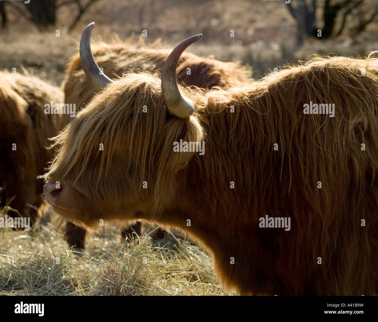 Aberdeen Angus Cattle in Glen Douglas Glen Douglas is situated to the ...