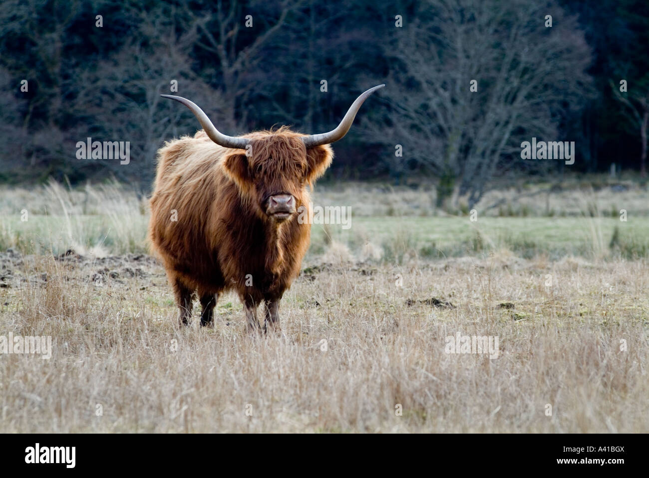An Aberdeen Angus Cow with adult horns grazing in the Highlands Stock ...