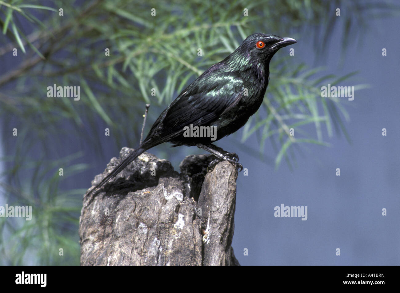 Shining Starling Aplonis metallica Perched on post Stock Photo - Alamy