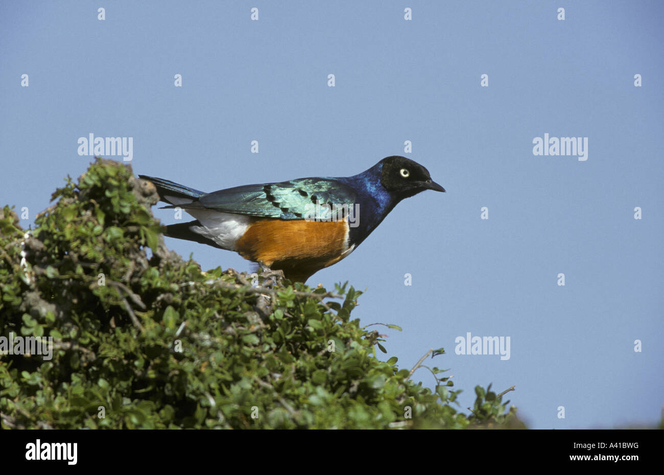 Superb Starling Spreo superbus Kenya Stock Photo - Alamy