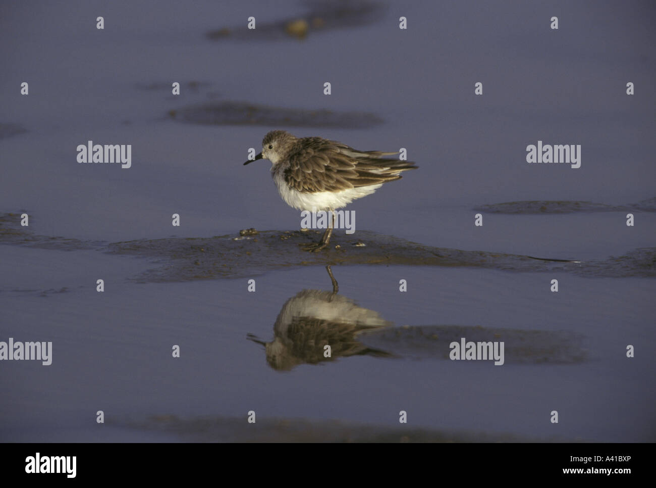 Little Stint Calidris minuta Winter Kenya Stock Photo - Alamy