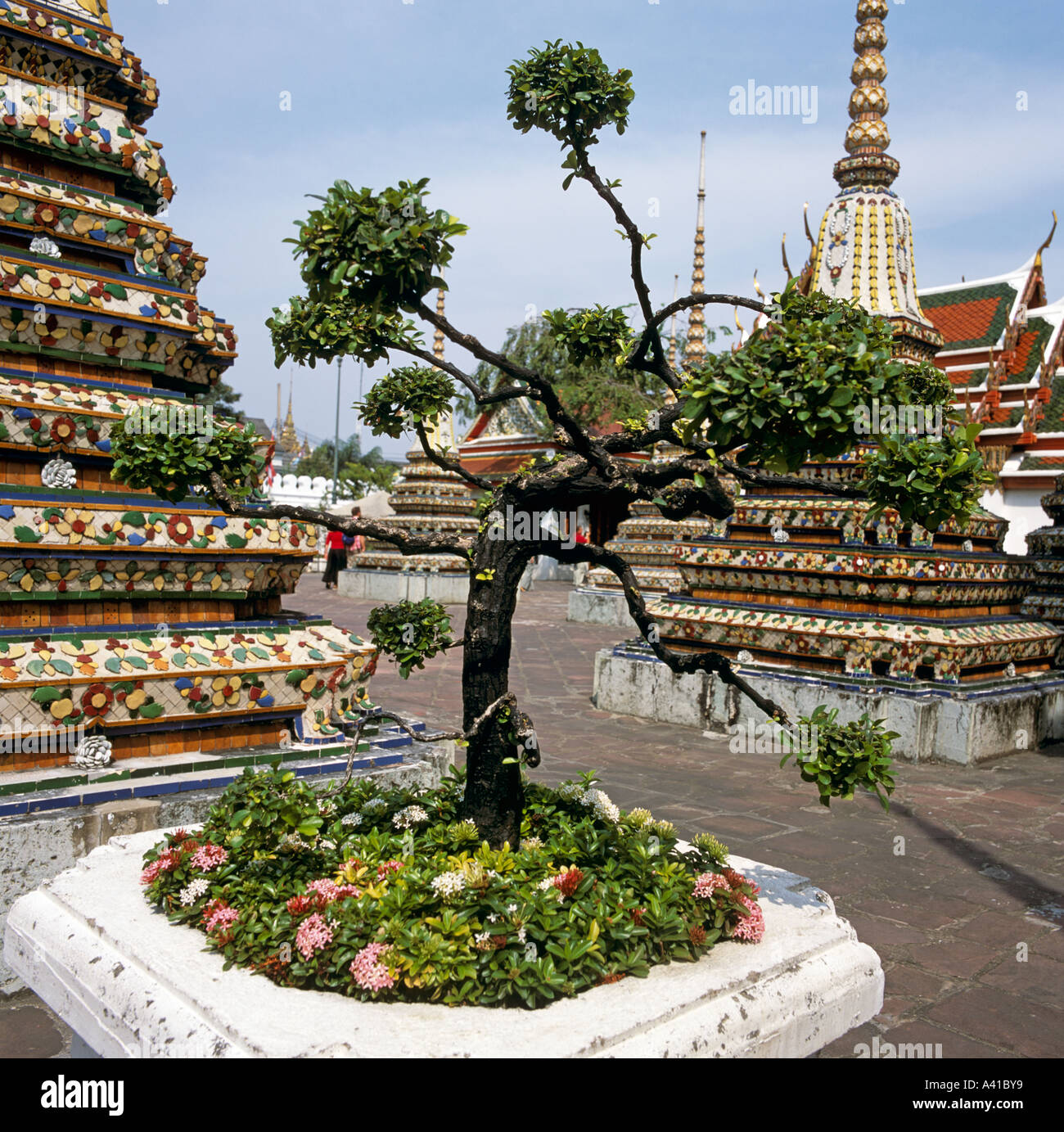 Golden king tree hi-res stock photography and images - Alamy