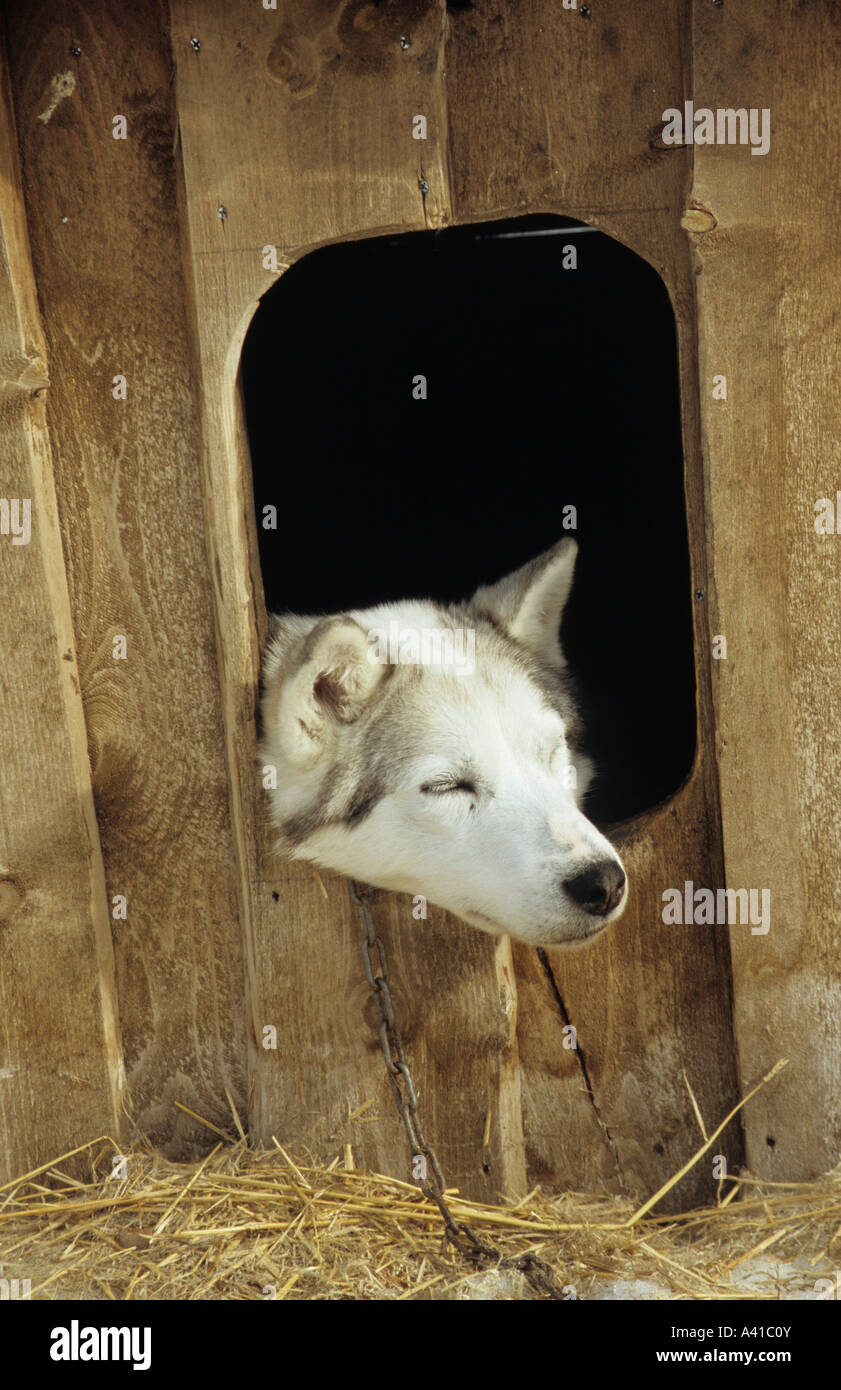 Huskies and their handlers in Swedish Lapland Sweden Stock Photo - Alamy