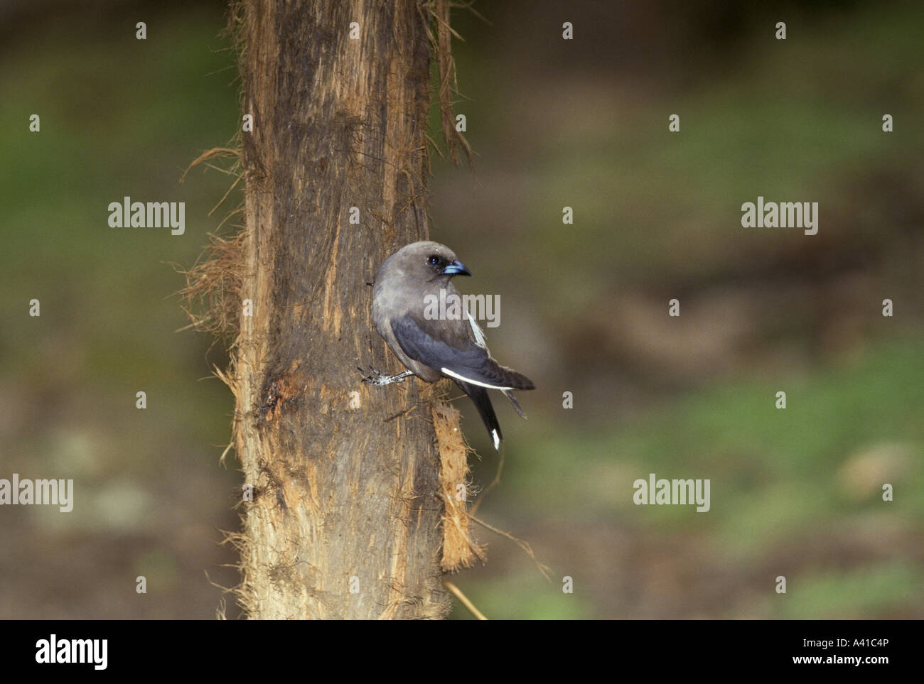 Dusky Woodswallow Artamus cyanopterus Tasmania Australia Stock Photo ...
