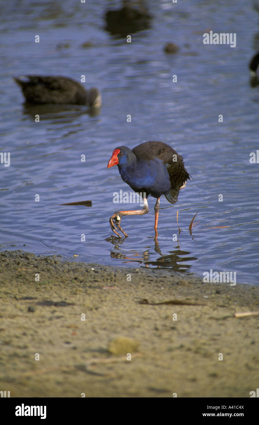Swamphen hi-res stock photography and images - Alamy