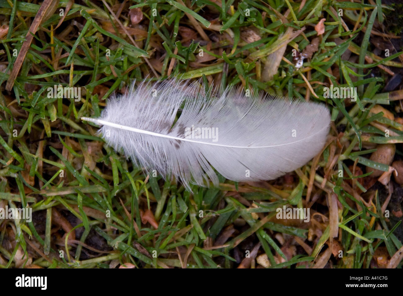 white feather from a chicken Stock Photo - Alamy