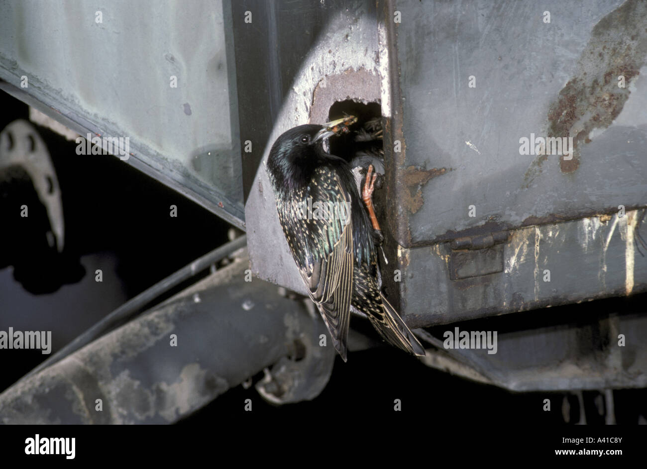 Starlings Sturnus vulgaris at nest on old vehicle Stock Photo - Alamy