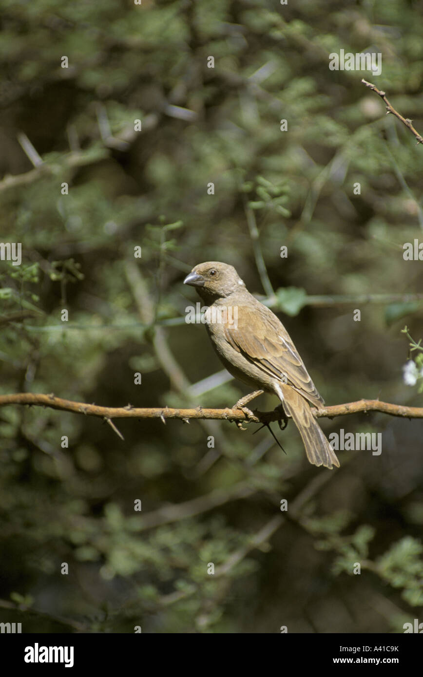 Grey Headed Sparrow Passer Griseus High Resolution Stock Photography ...