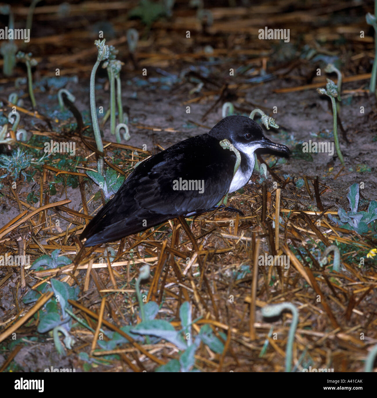 Manx shearwater puffinus puffinus hi-res stock photography and images ...