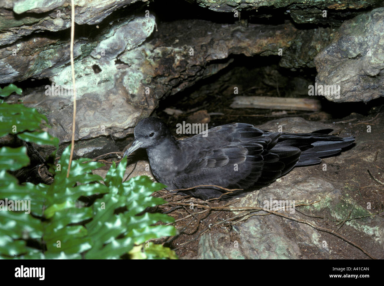 Wedge tailed Shearwater Puffinus pacificus seychelles Stock Photo - Alamy