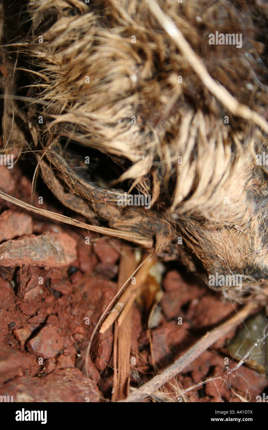 dead cat close up Stock Photo - Alamy
