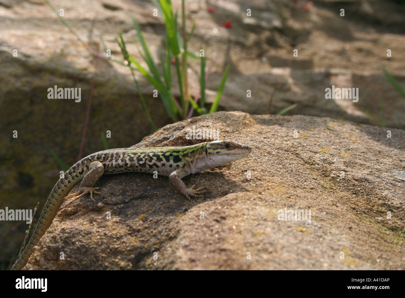 lizzard on rock Stock Photo - Alamy