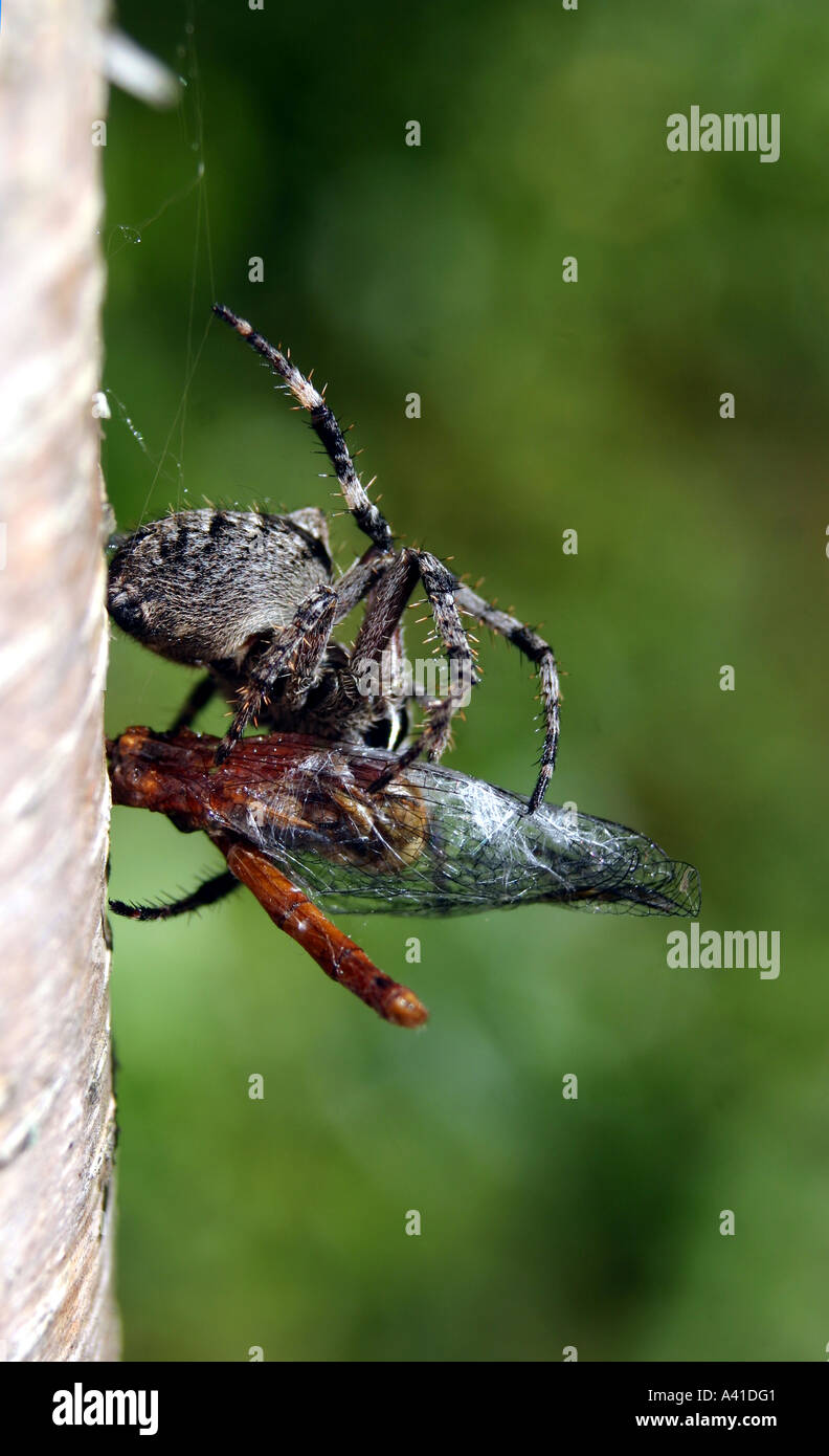 Spider consuming dragonfly Stock Photo - Alamy