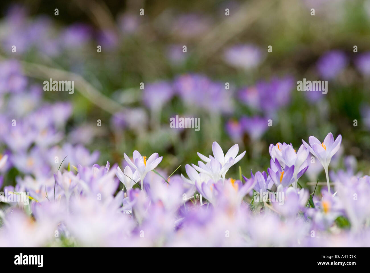 Smell forest soil hi-res stock photography and images - Alamy