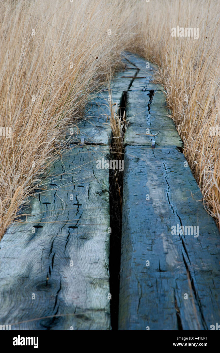 Board walk over a wetland area at Chobham common in Surrey Stock Photo ...