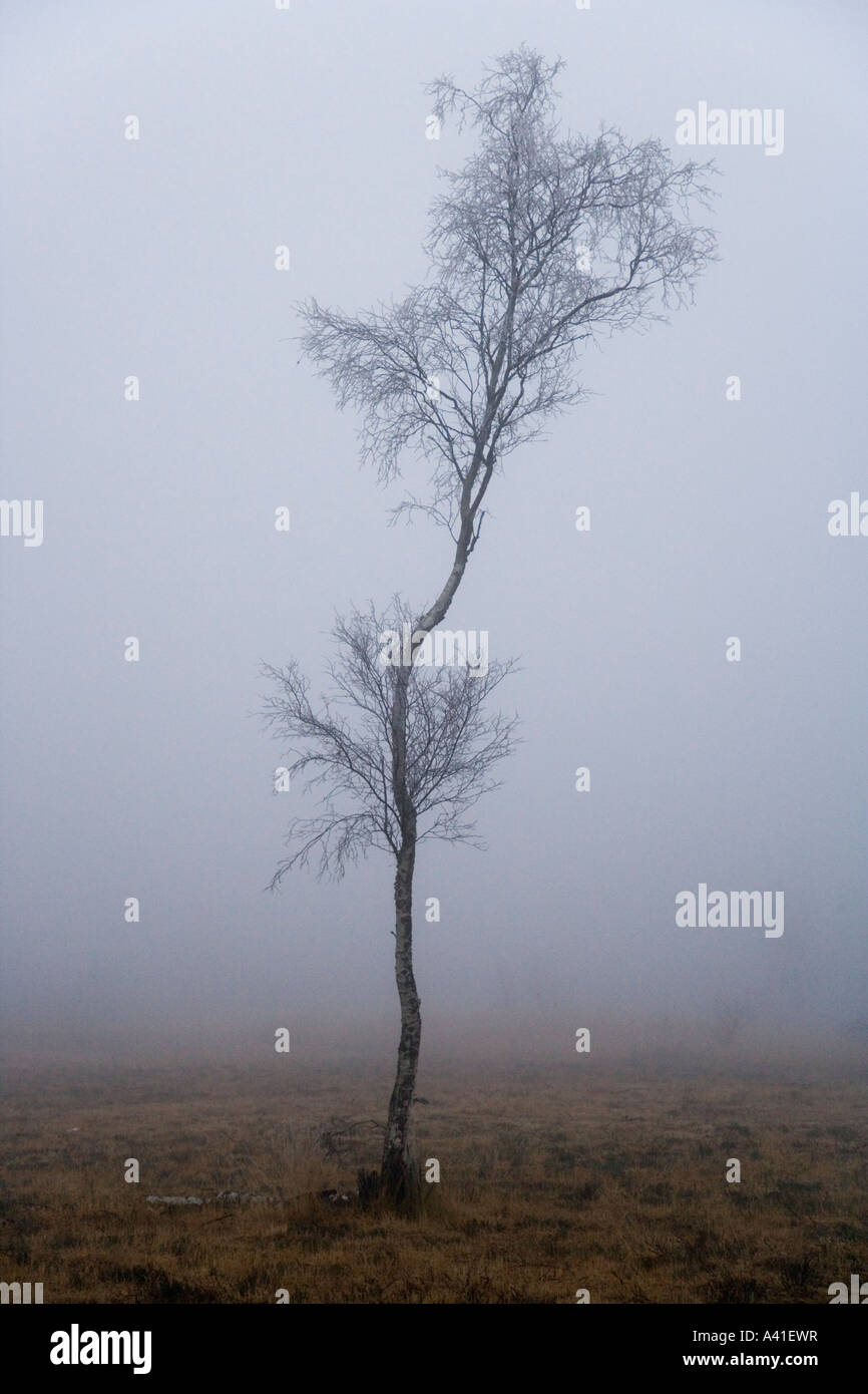 A single tree in thick fog Stock Photo - Alamy