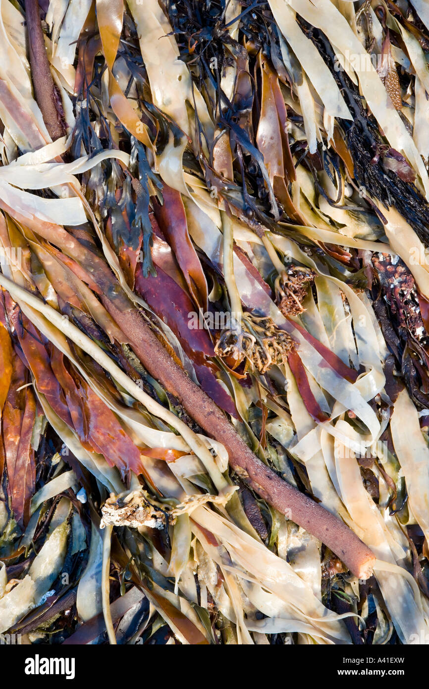 Pile of kelp hi-res stock photography and images - Alamy