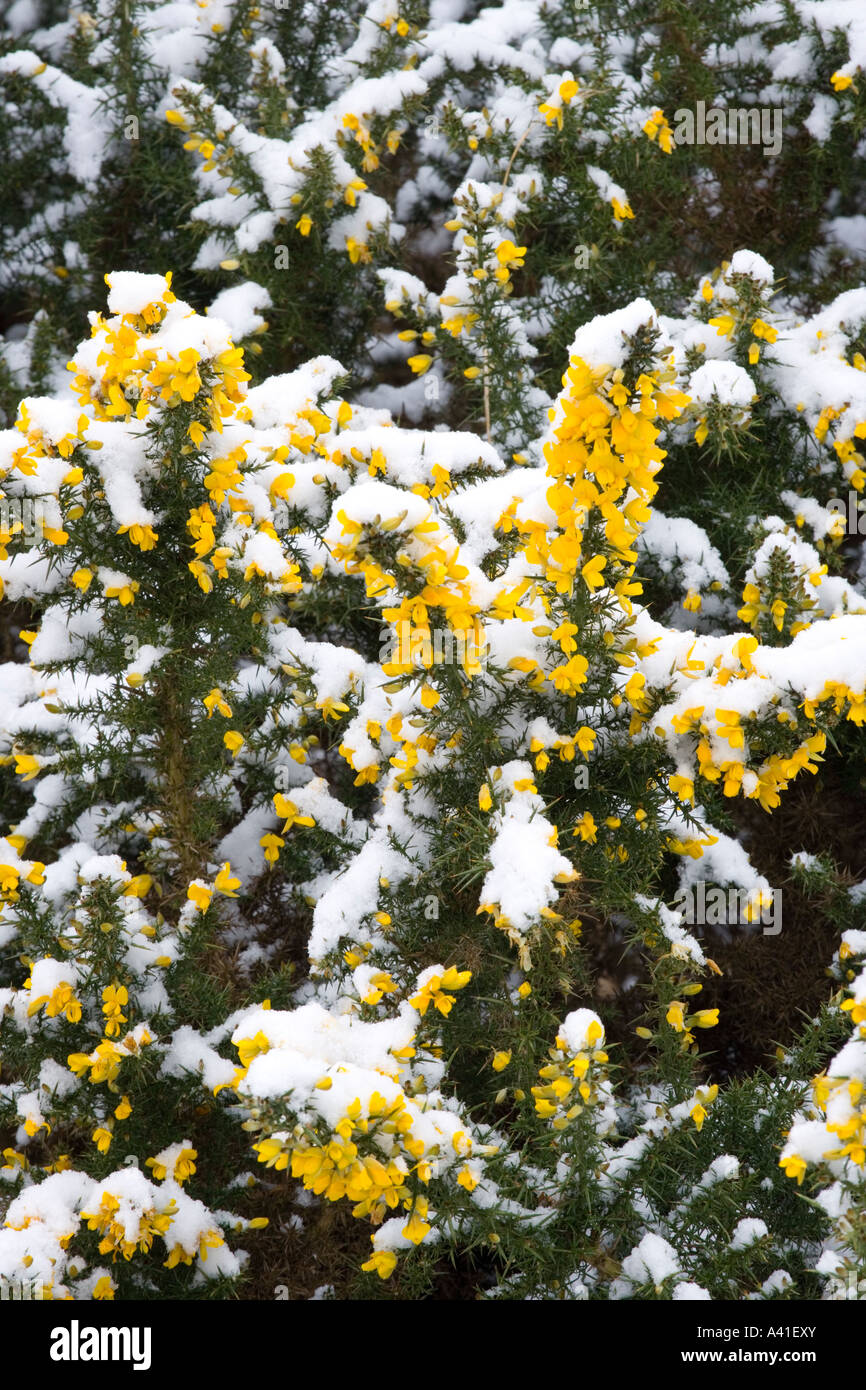 Snow covered Gorse bush in blossom Stock Photo - Alamy