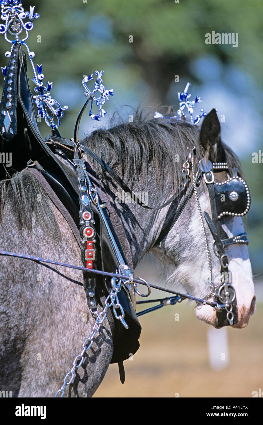 plow horse dressed for competition, International Plowing Match and ...