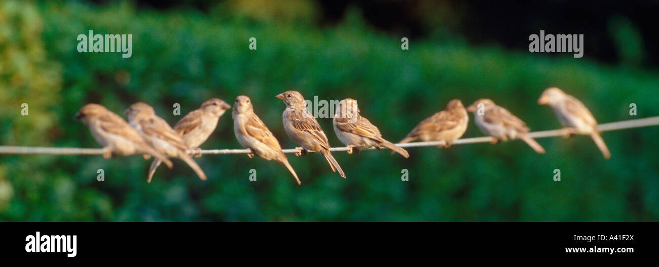 Sparrows together hi-res stock photography and images - Alamy