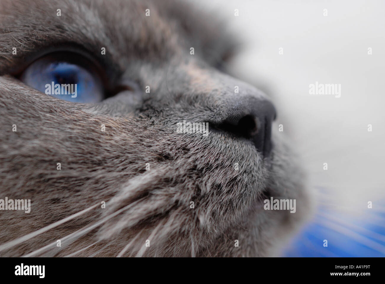 Cat close up Stock Photo - Alamy