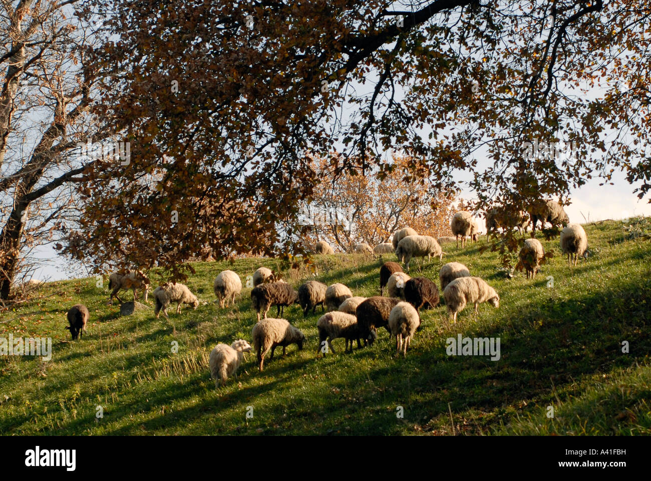 Flock of sheep Stock Photo - Alamy