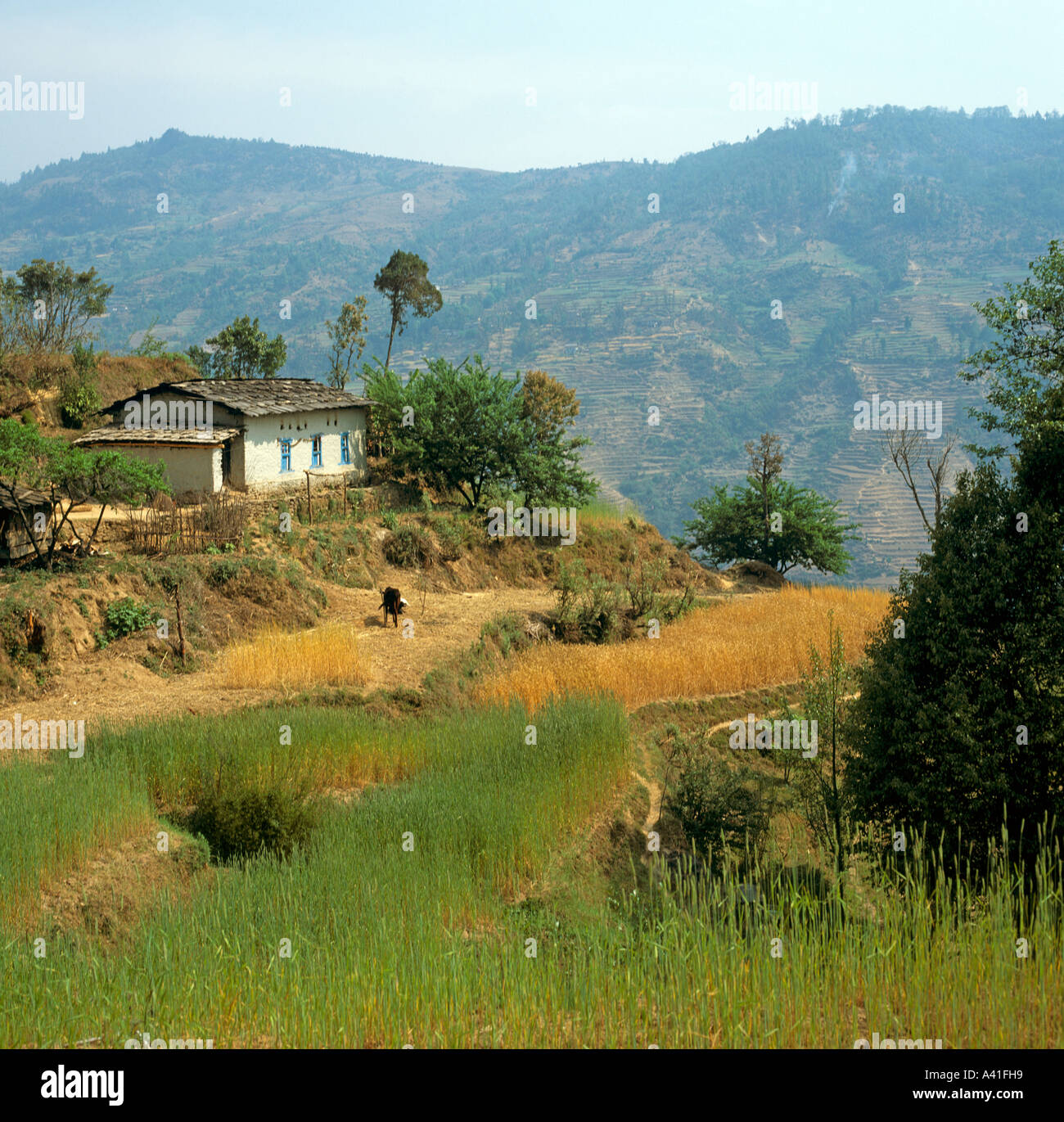 Jiri Trek Himalayas nepal Asia Stock Photo - Alamy